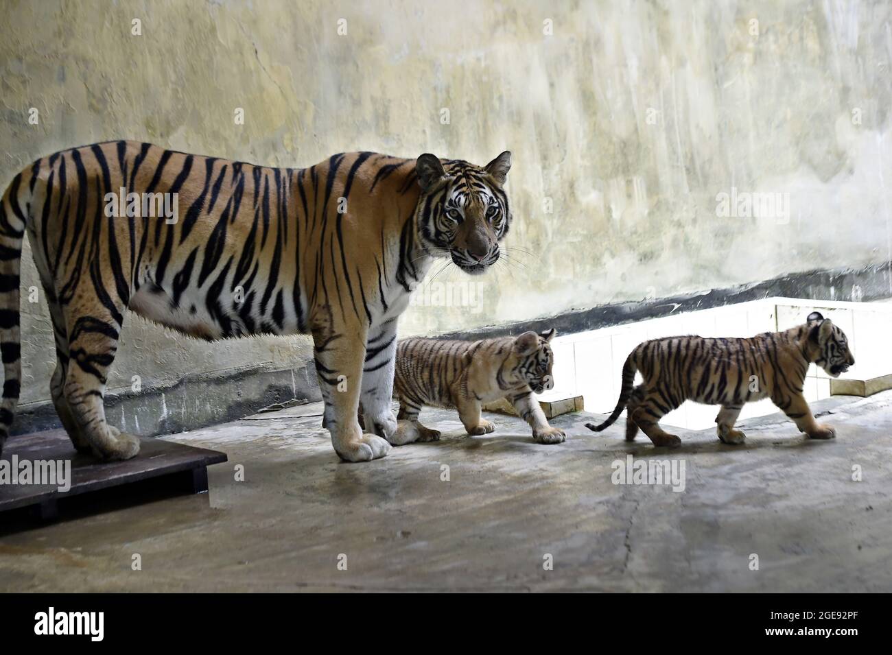 Non Exclusive: DHAKA, BANGLADESH- AUGUST 17: The Mother Bengal tiger ...