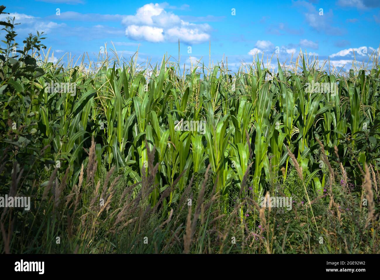 Corn country hi-res stock photography and images - Alamy