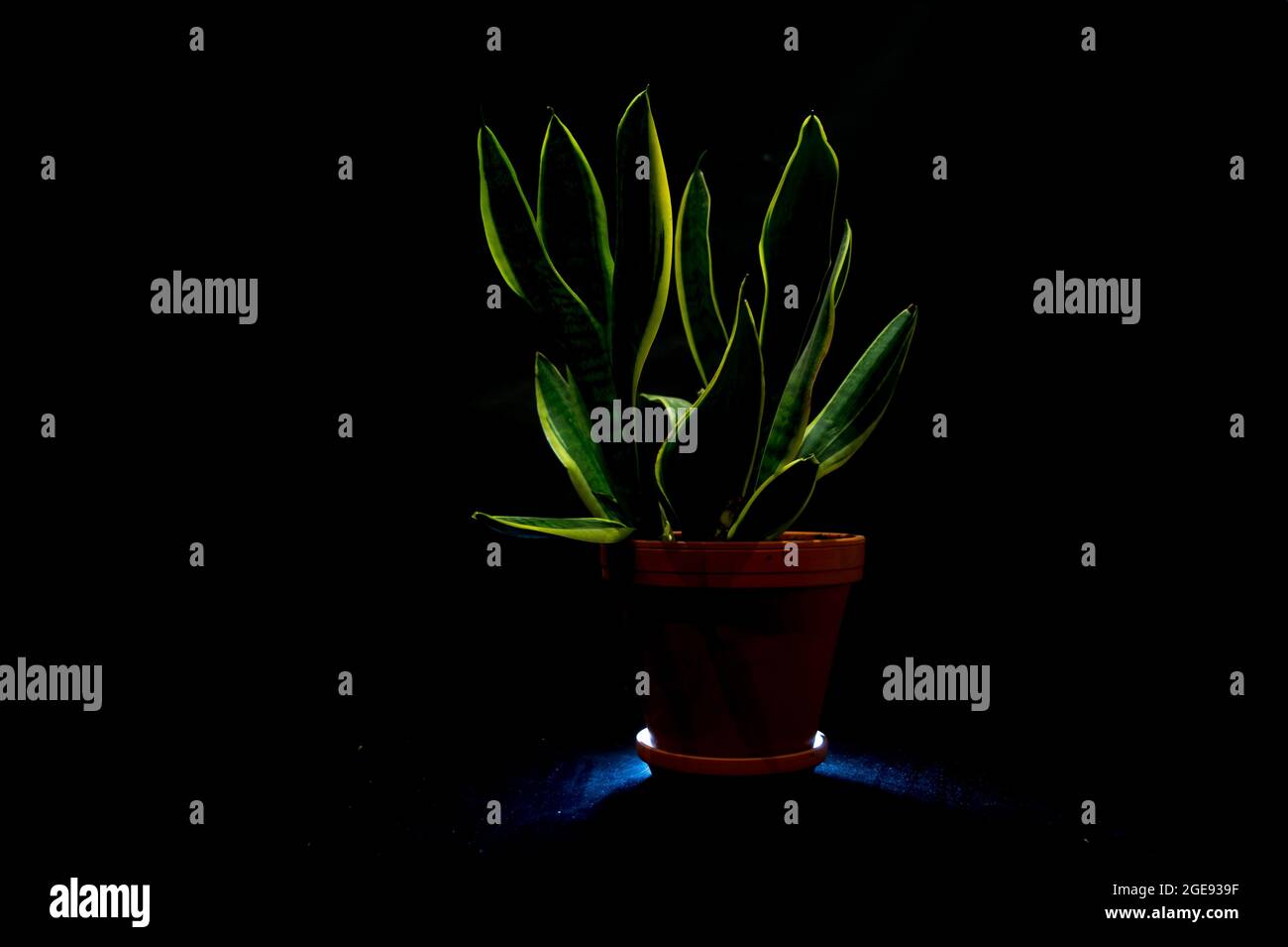 Closeup of a green plant in a pot emitting dim light in a pitch-black ...
