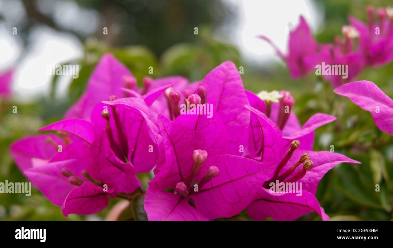 Closeup shot of blooming purple flowers in a garden Stock Photo - Alamy
