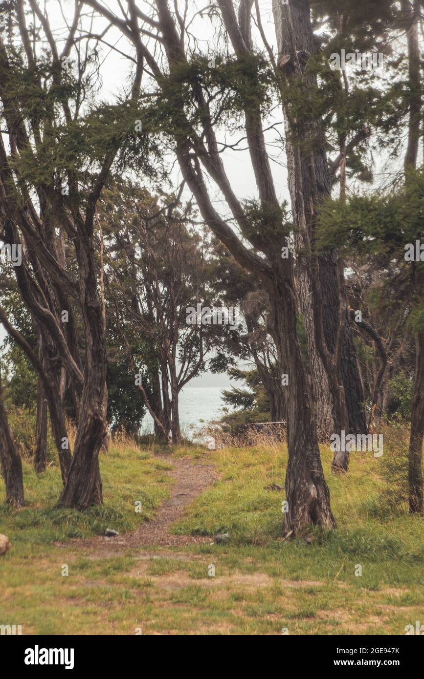 Road between the trees Stock Photo - Alamy