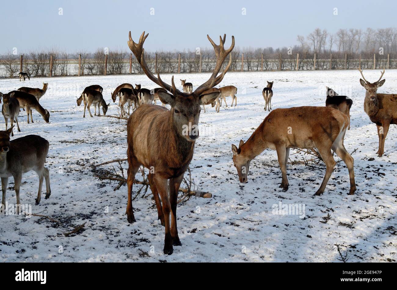 Austria, red deer in game reserve Stock Photo - Alamy