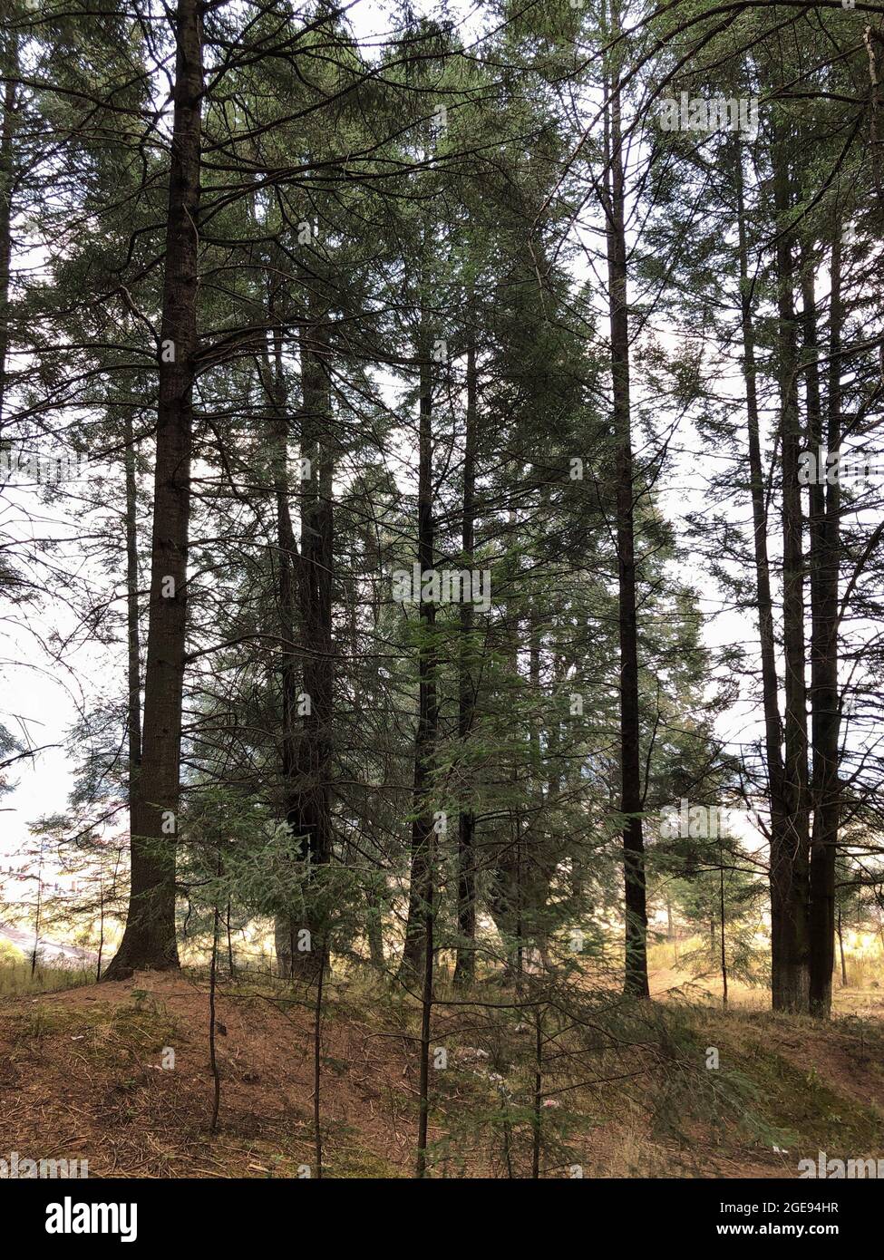 Pine trees in a coniferous forest Stock Photo - Alamy