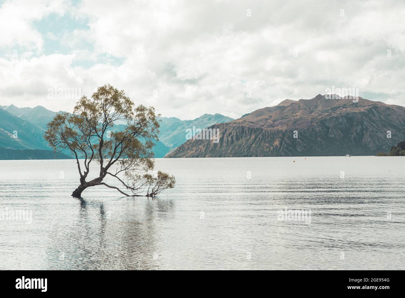 View of Wanaka Tree Stock Photo - Alamy