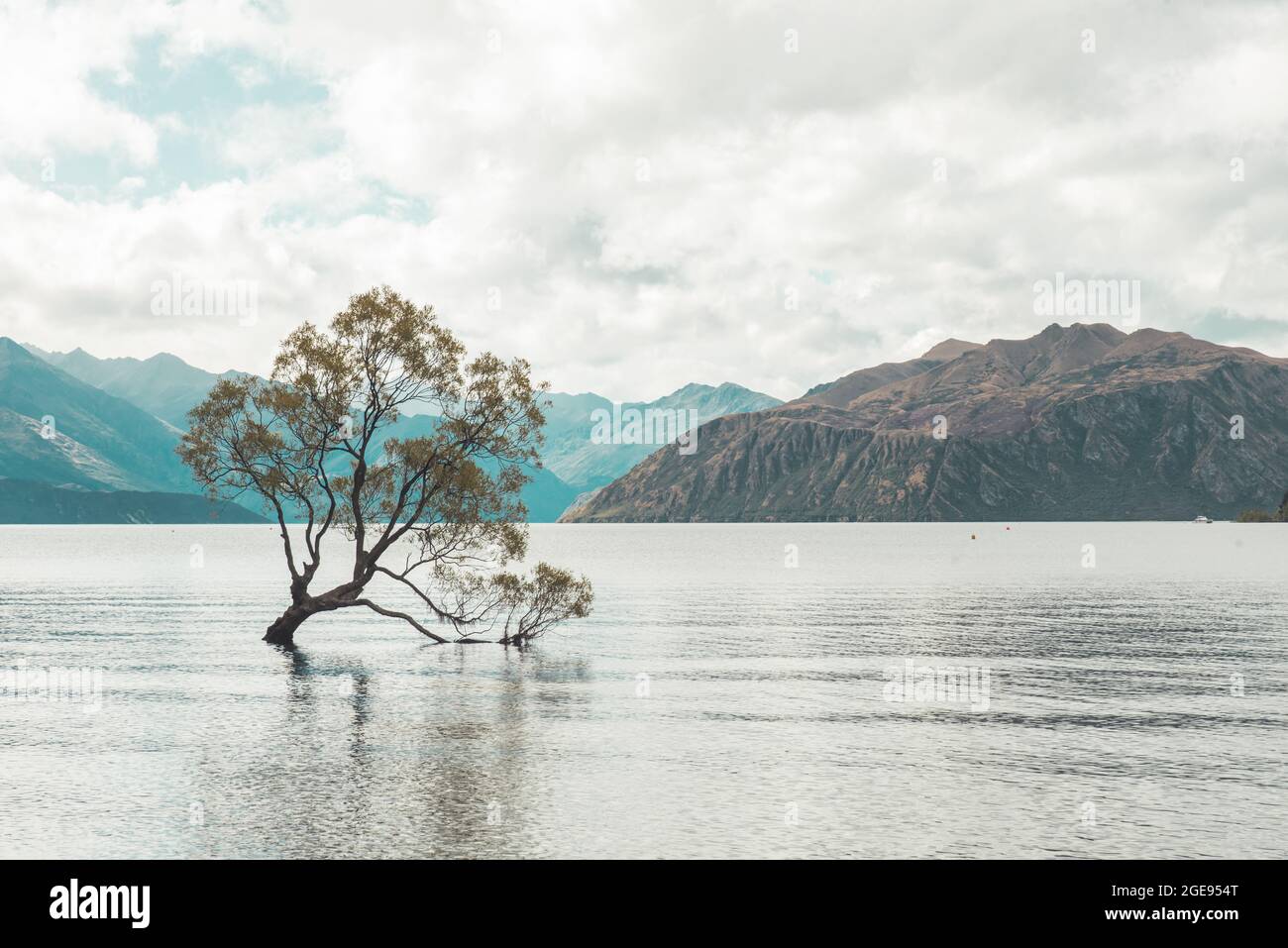 View of Wanaka Tree Stock Photo - Alamy