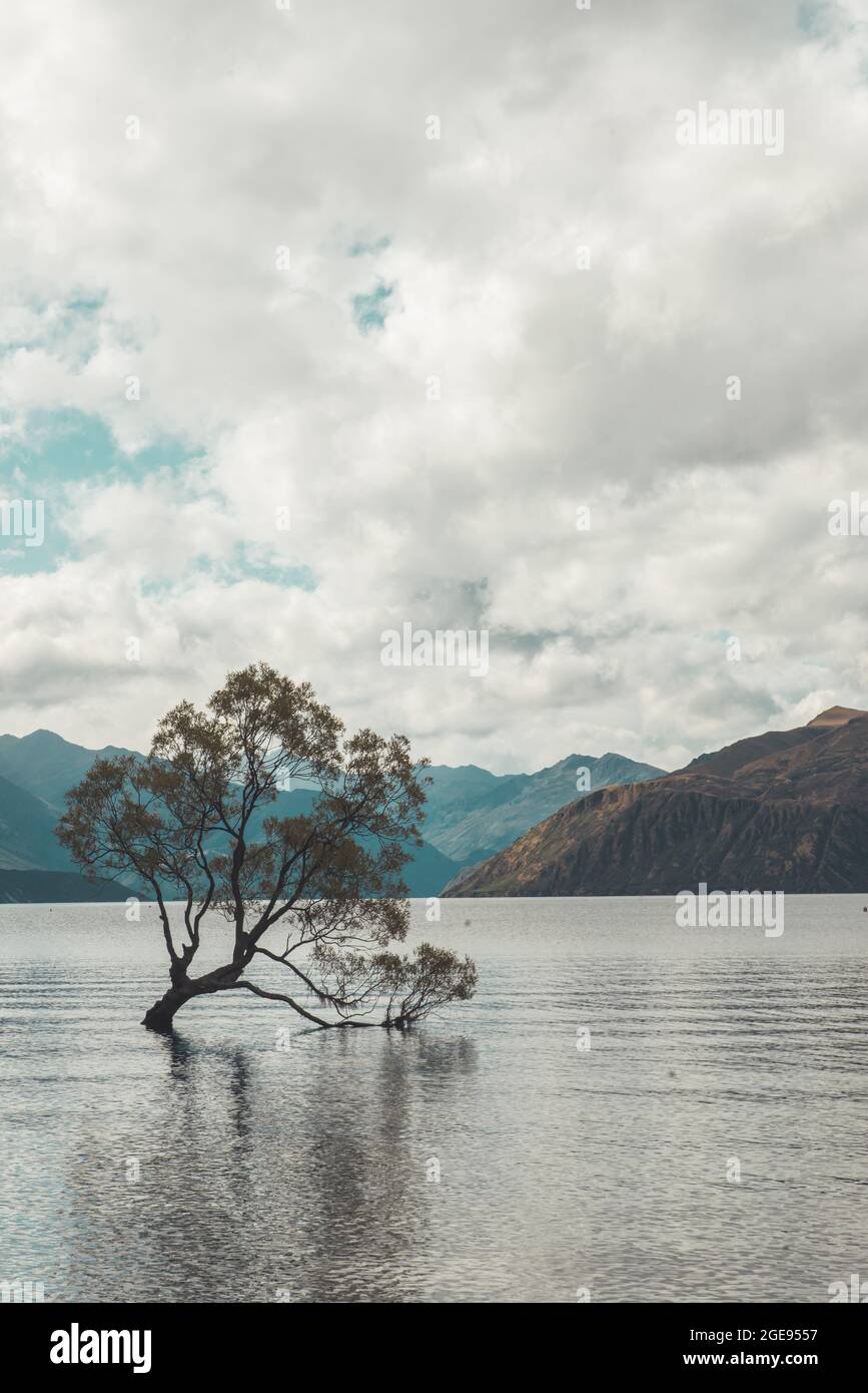 View of Wanaka Tree Stock Photo - Alamy