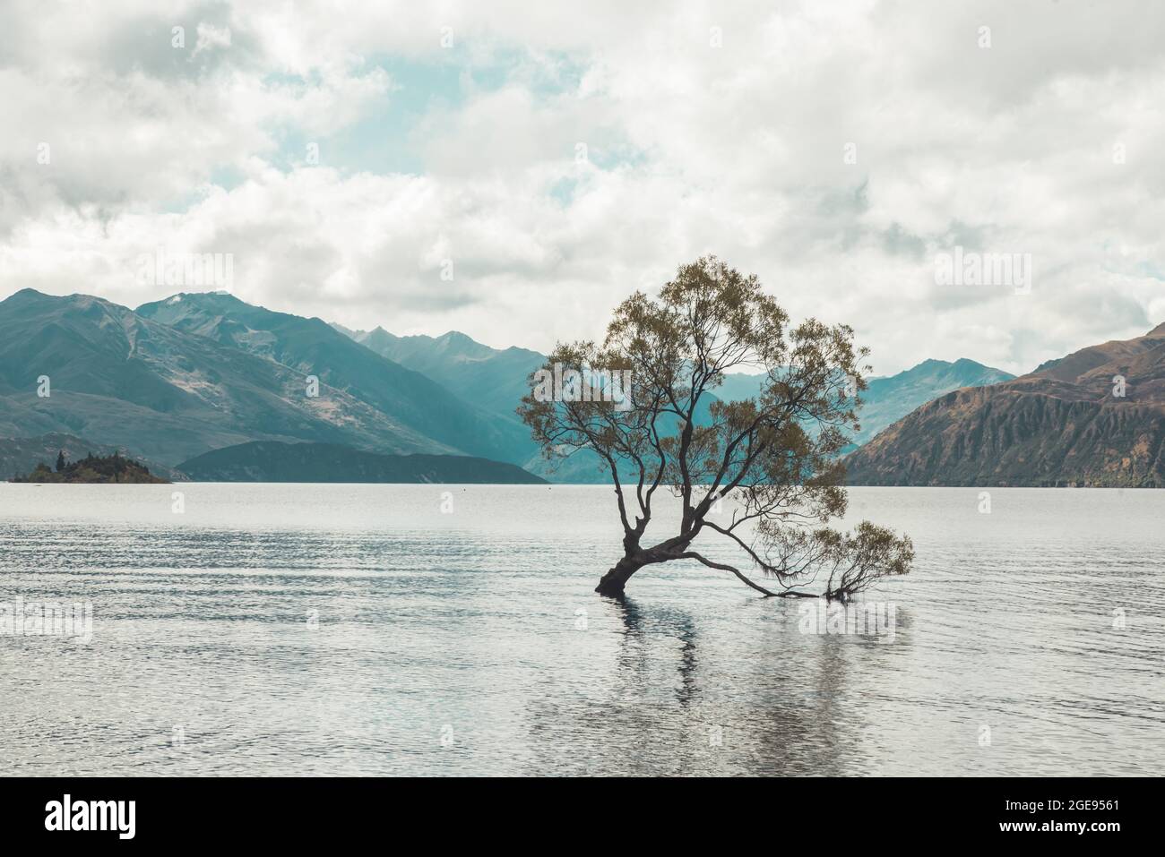 View of Wanaka Tree Stock Photo - Alamy