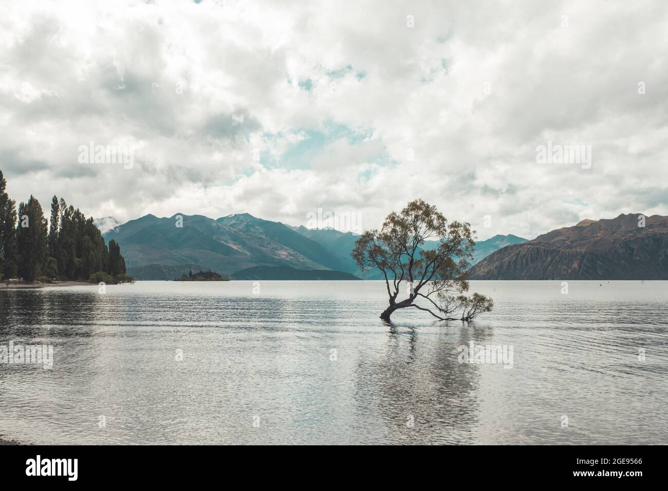 Wanaka tree hi-res stock photography and images - Alamy