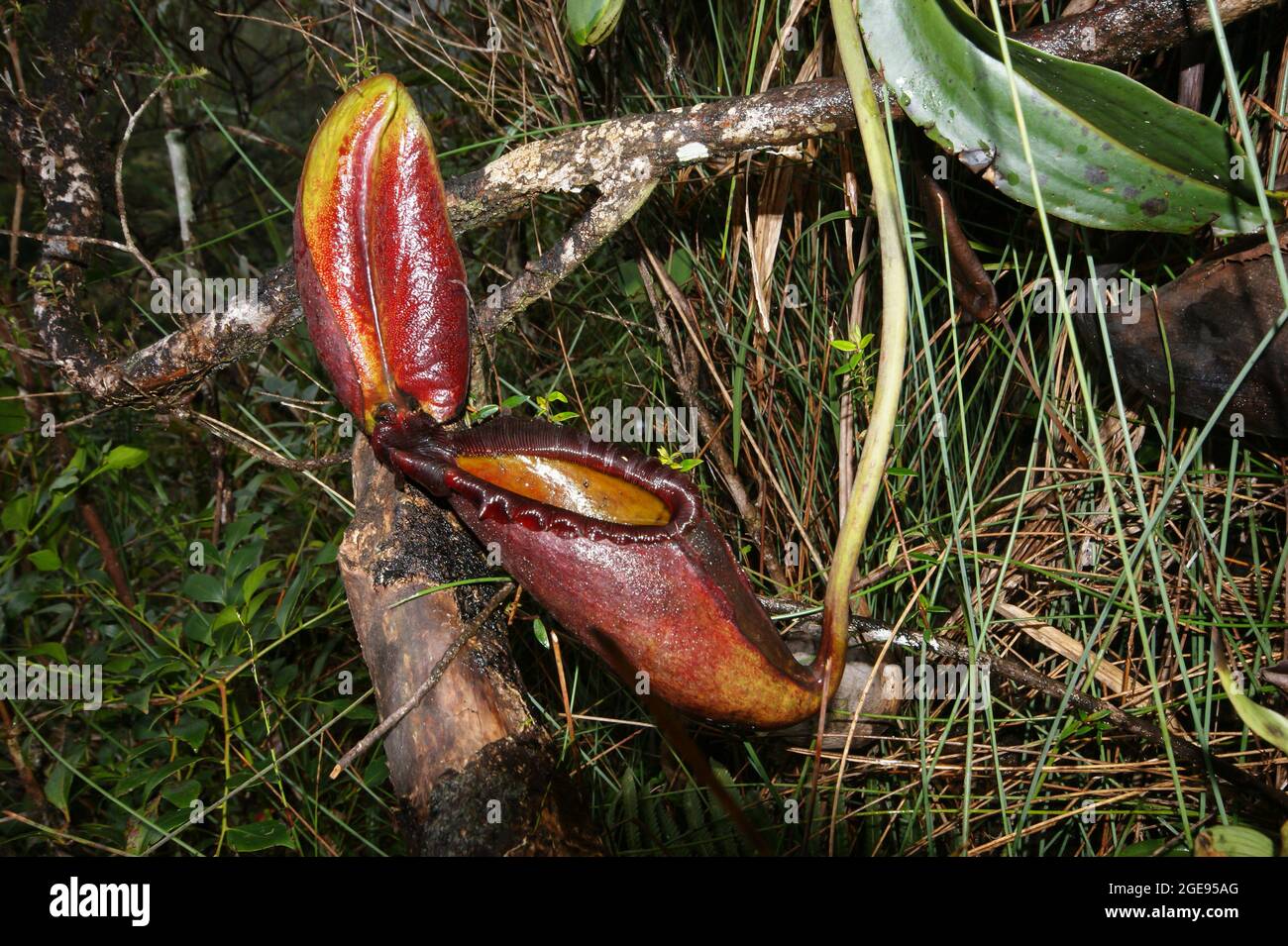 Red pitcher of Nepenthes rajah, carnivorous pitcher plant, Sabah ...