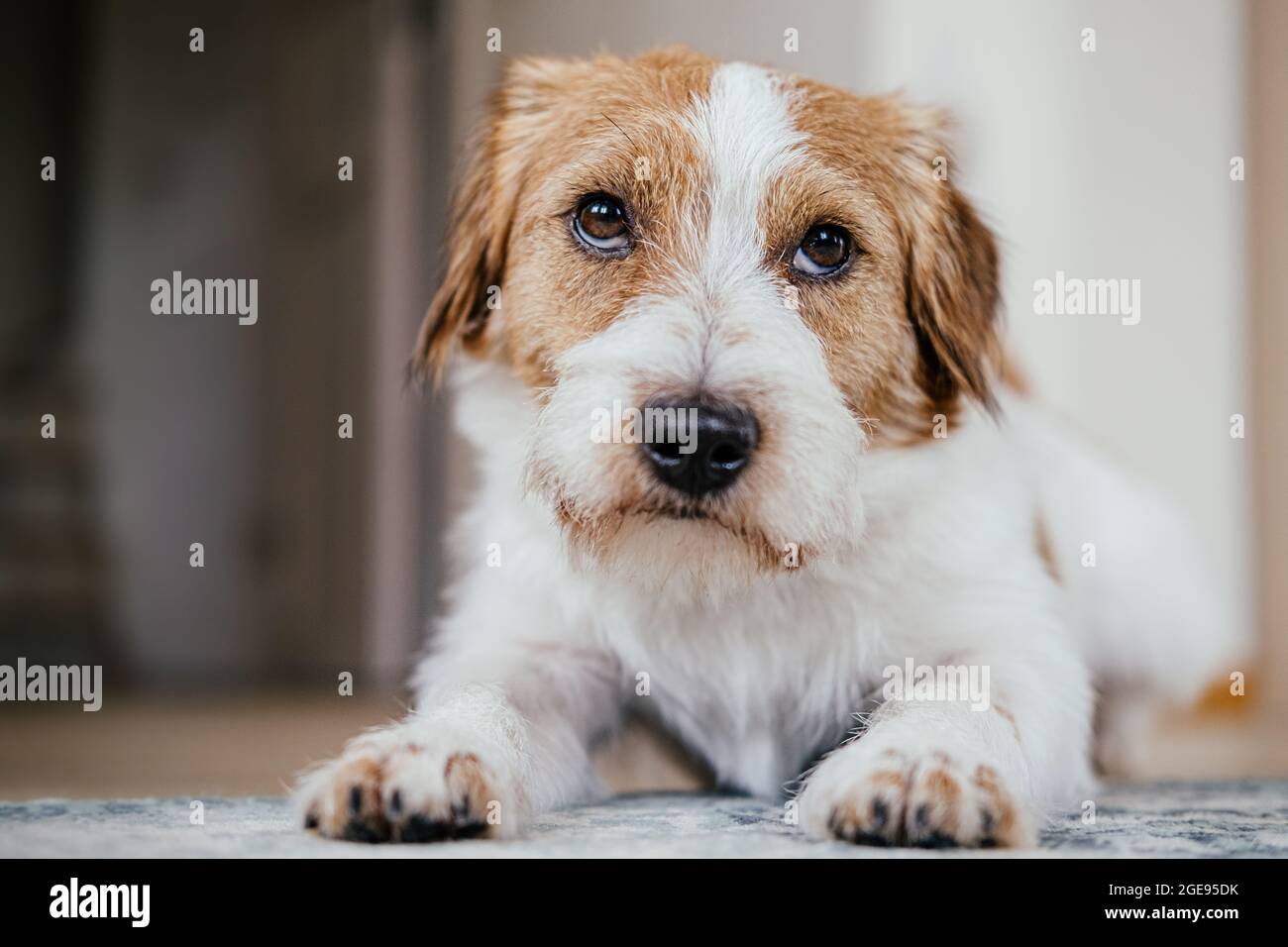 Purebred Jack Russell Terrier lying on the floor and looking Stock ...