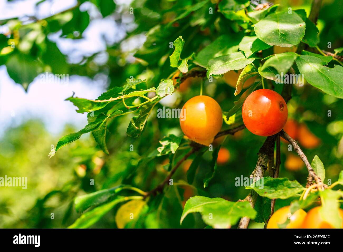 Small cherry tree fruit hi-res stock photography and images - Alamy