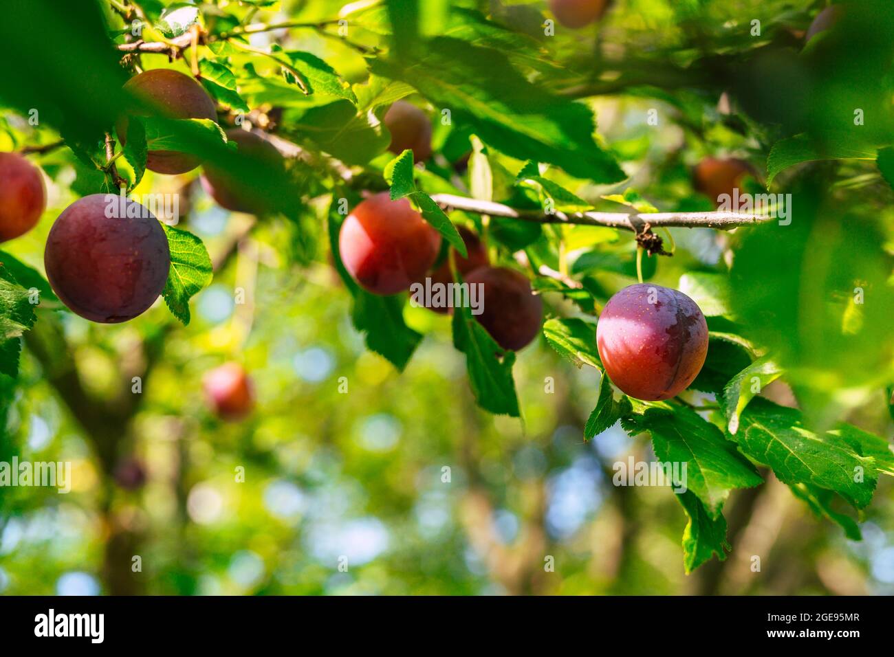 ripe small mirabelle plums on a tree during summer Stock Photo - Alamy