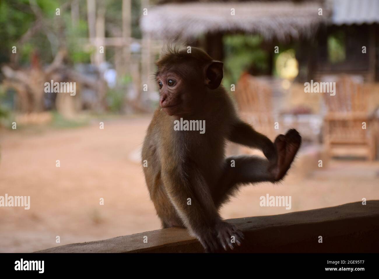 Baby Monkey playing around at a Sri Lankan Eco village Stock Photo - Alamy