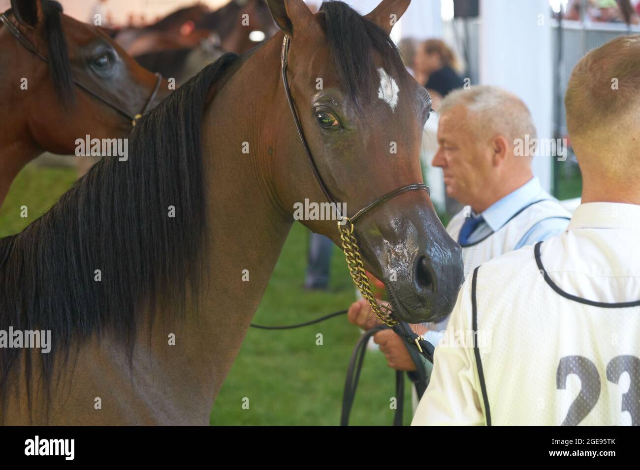 "Pride of Poland 2021" - annual festival of world class Arabian horses ...