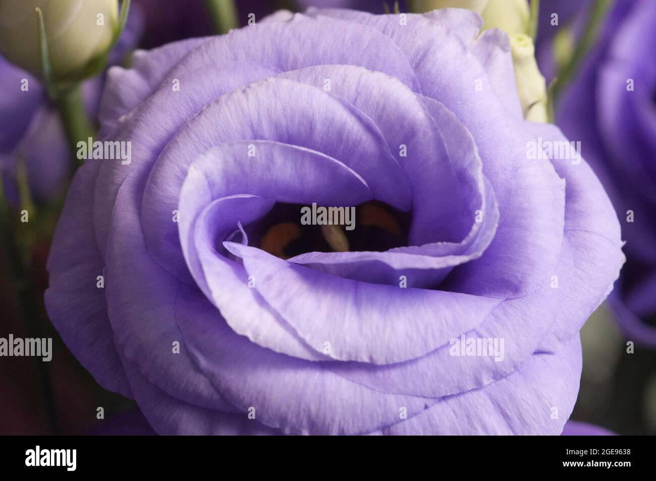 Eustoma cultivar hi-res stock photography and images - Alamy
