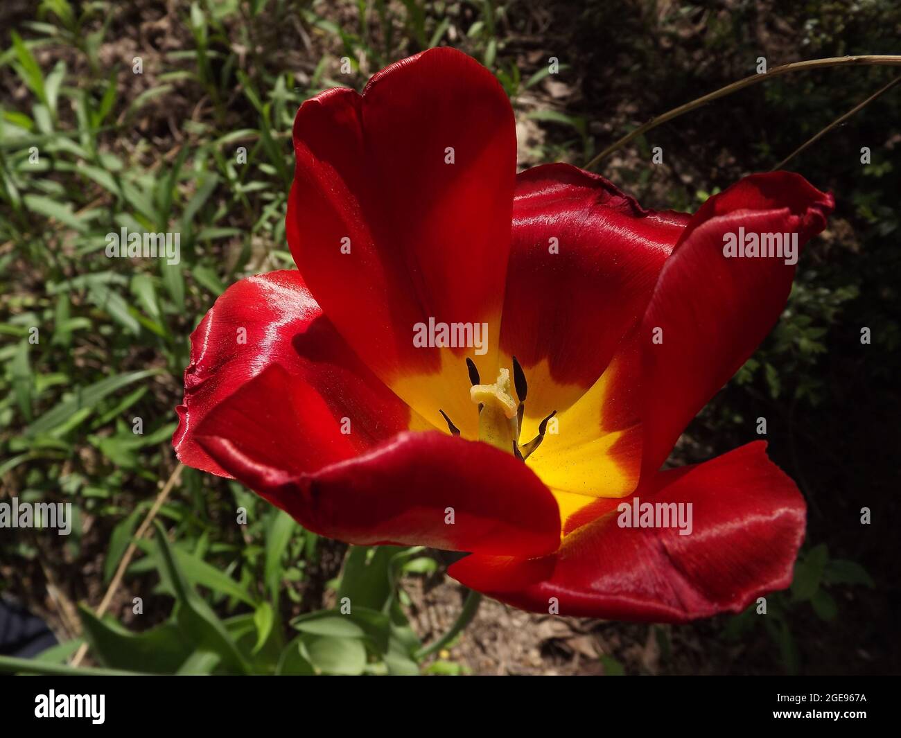 The interior of a red tulip flower - up close Stock Photo - Alamy