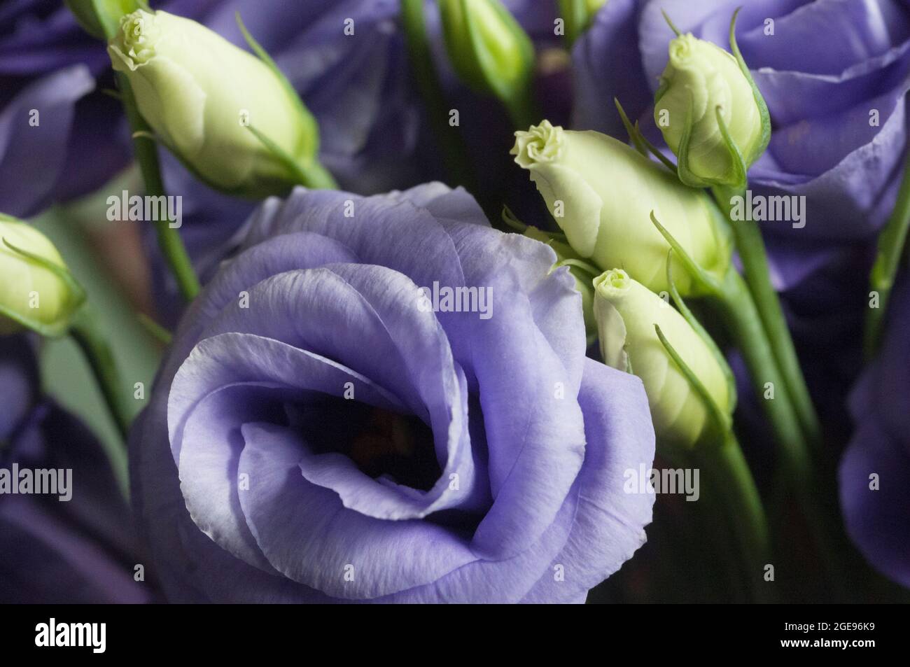Eustoma cultivar hi-res stock photography and images - Alamy
