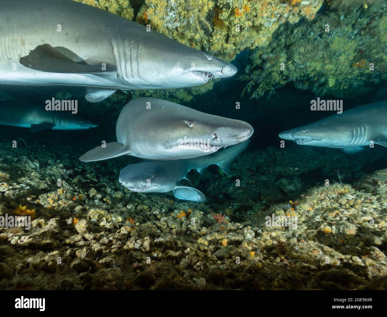 South African Sand Shark