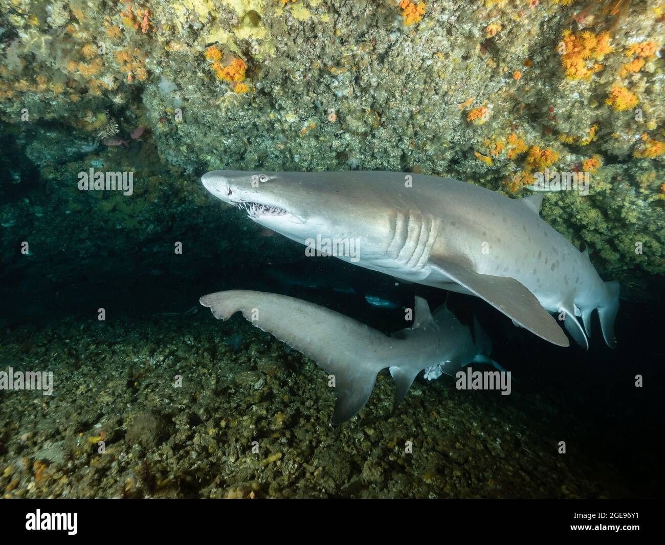 South African Sand Shark