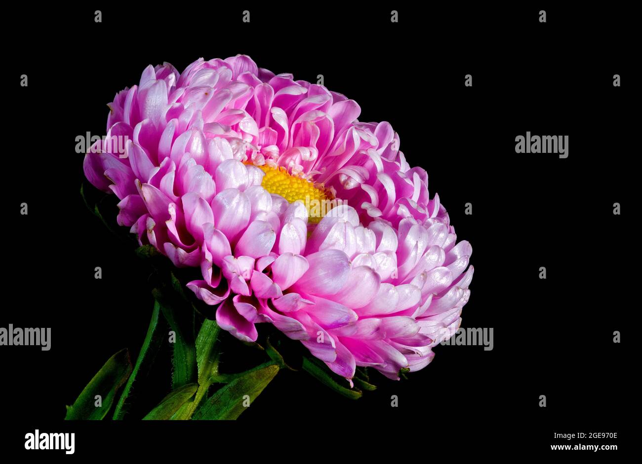 A beautiful single pink Aster flower photographed against a plain black ...