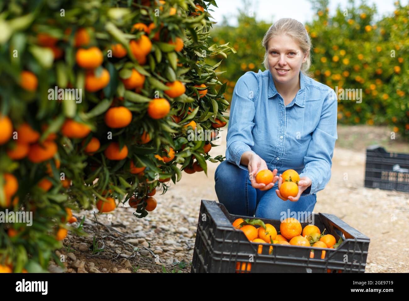 Portrait of cheerful female workers picking mandarins in box on farm ...