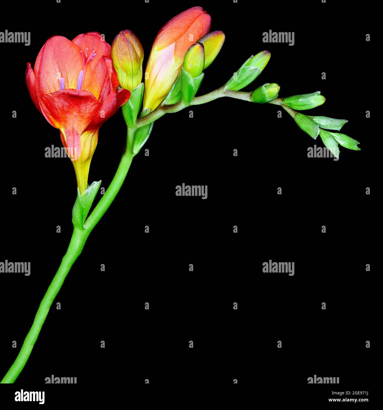 Beautiful red Freesia flowers photographed against a plain black ...