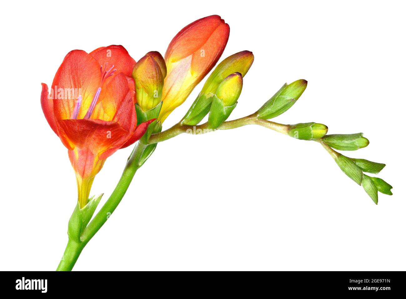 Beautiful red Freesia flowers photographed against a plain white ...