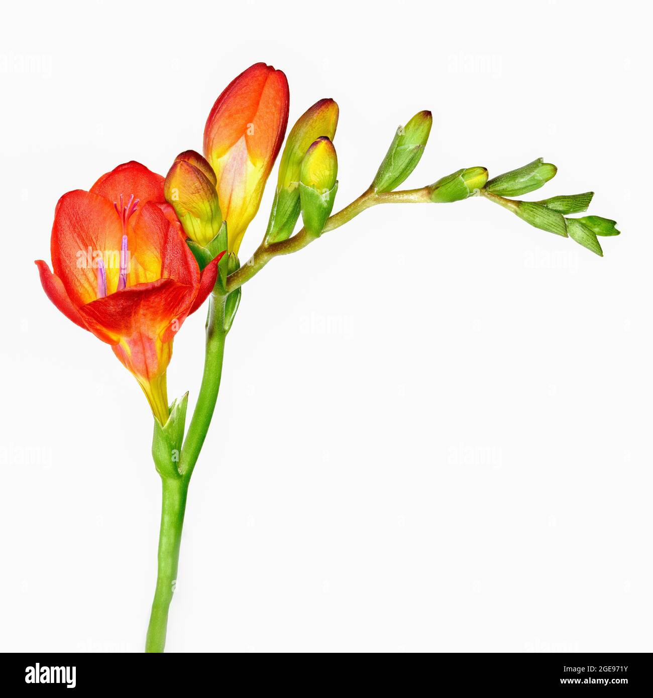 Beautiful red Freesia flowers photographed against a plain white ...