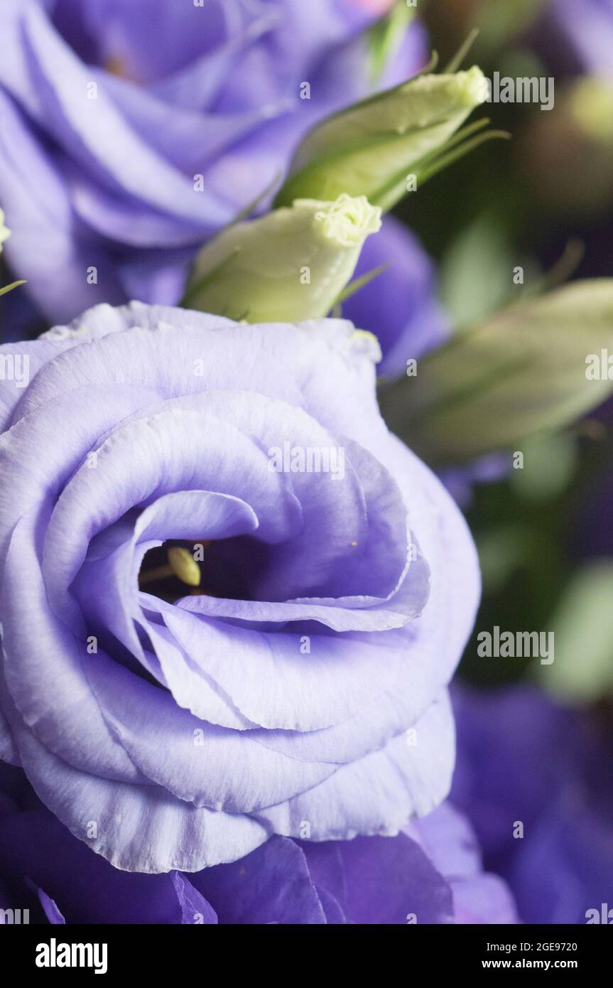 Eustoma cultivar hi-res stock photography and images - Alamy