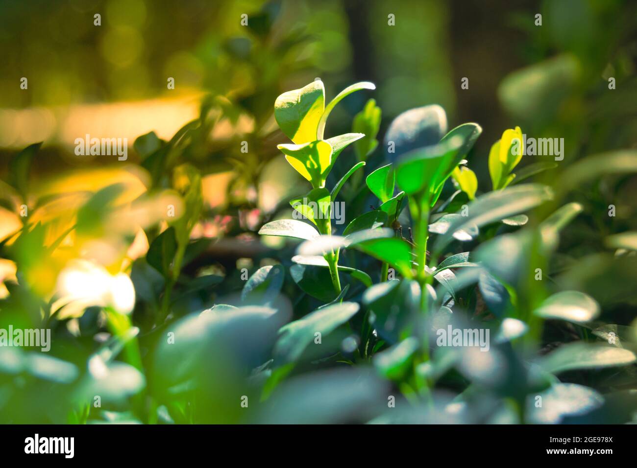 Close up view of green leaf nature background. Fresh green leaf under ...