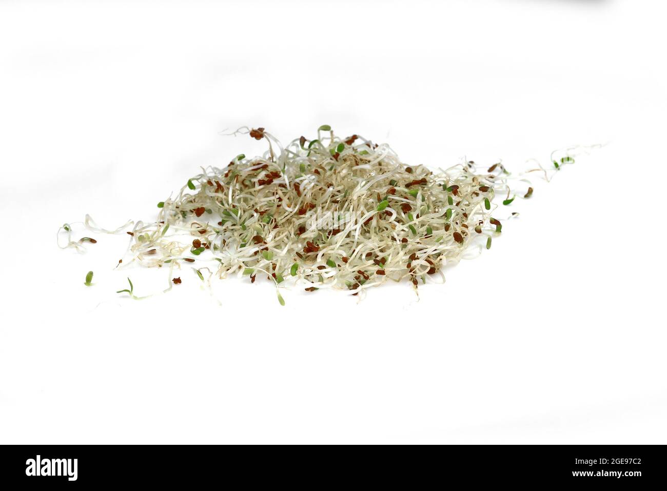 Microgreen sprouts of lucern on white background. Lucern germs isolated ...