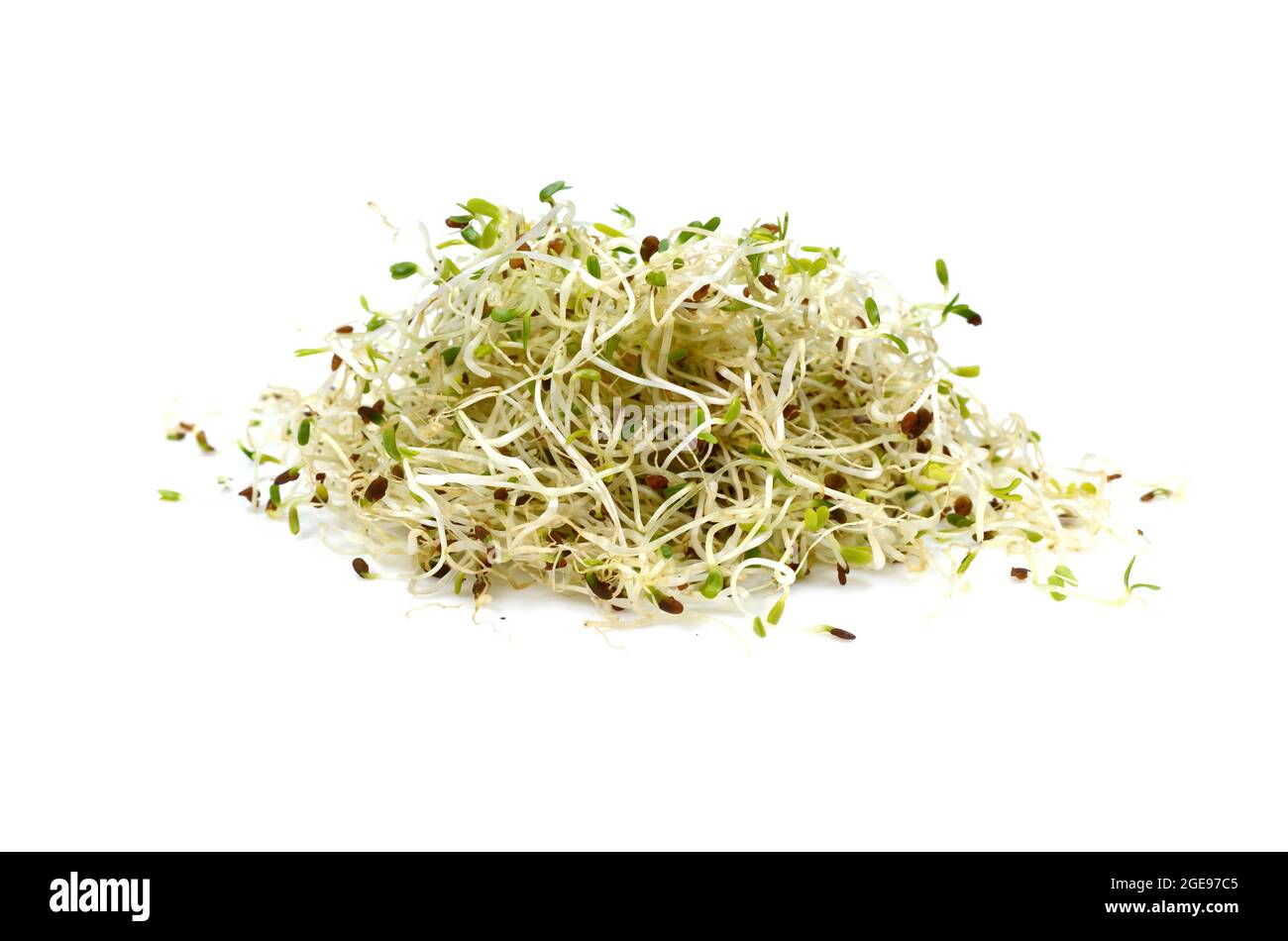 Microgreen sprouts of lucern on white background. Lucern germs isolated ...