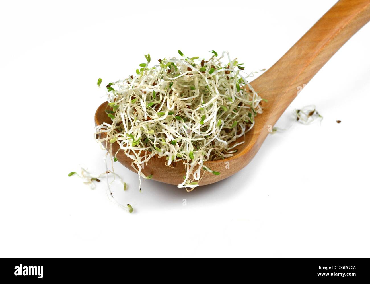 Microgreen sprouts of lucern on white background. Lucern germs isolated ...