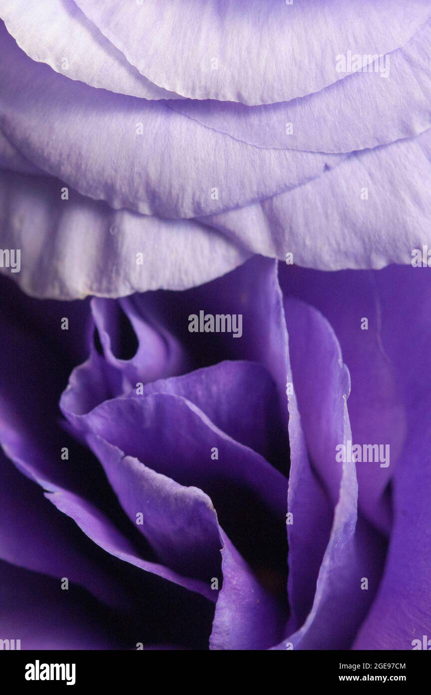 Eustoma cultivar hi-res stock photography and images - Alamy