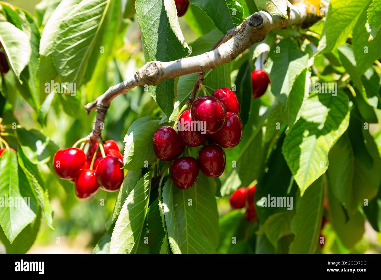 Ripe red cherries on trees at fruit plantation Stock Photo - Alamy