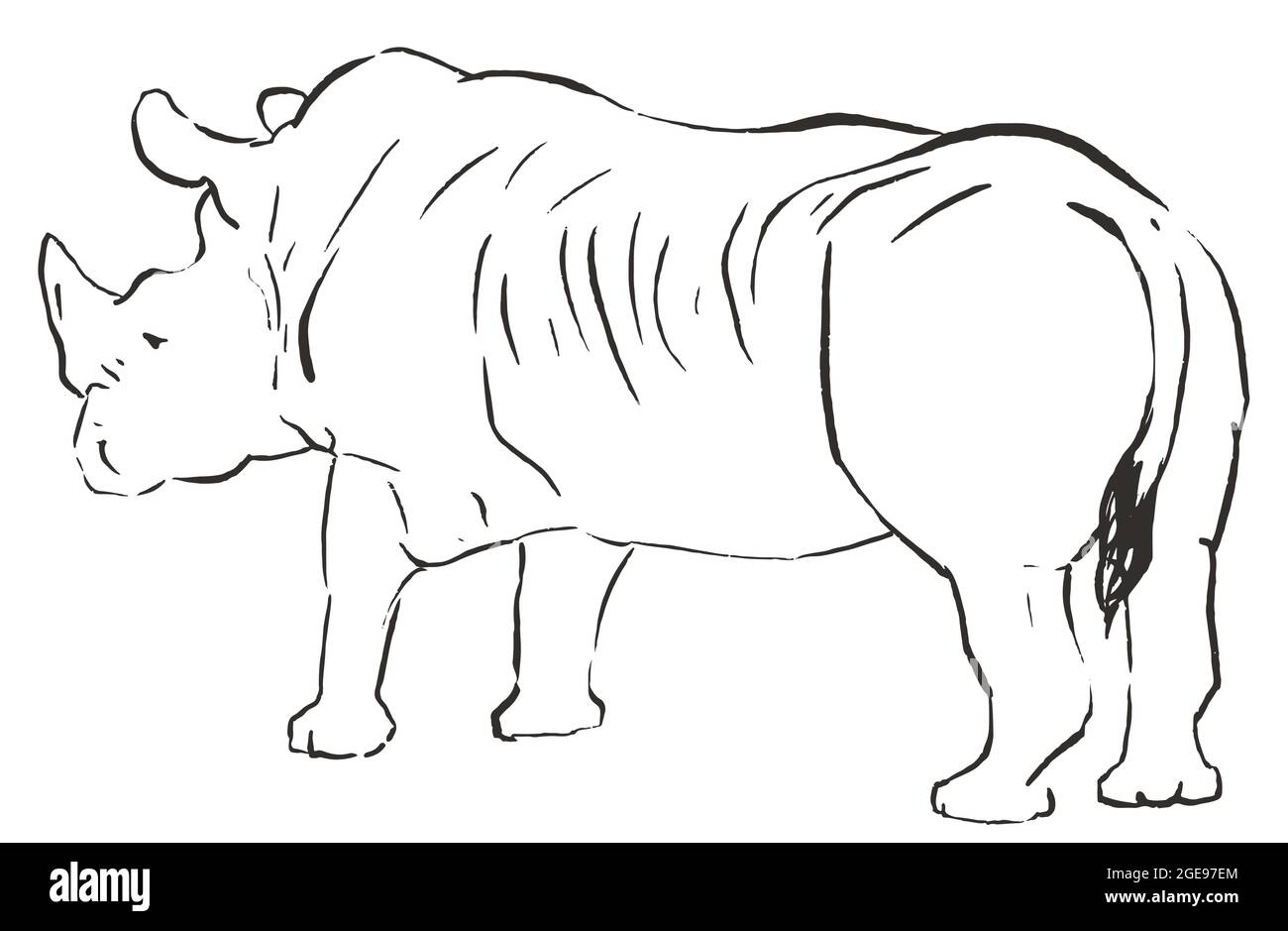 Rhino sketch hand drawing isolated on white background. Line Vector ...