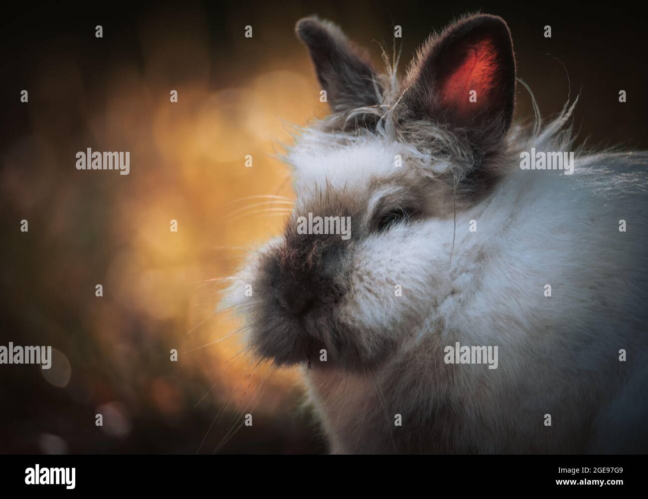 Artistic portrait of a calm rabbit in the lights Stock Photo - Alamy