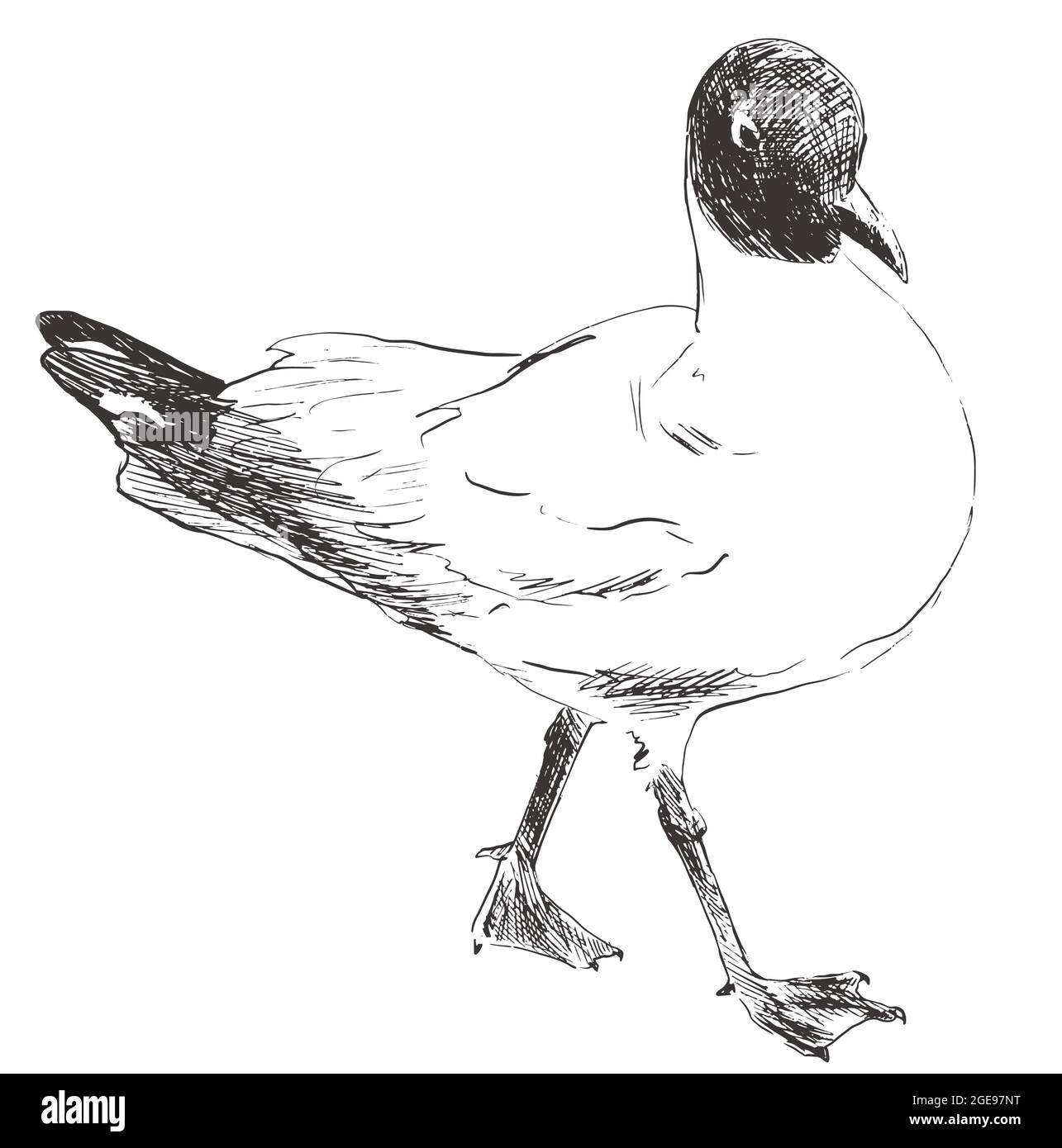 Sketch of standing Seagull hand drawn vector doodle illustration Stock ...