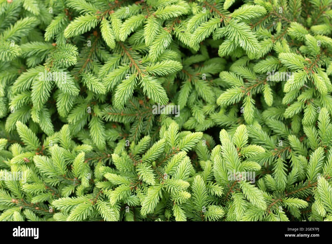 texture furry branches Green background Christmas tree full frame Stock ...