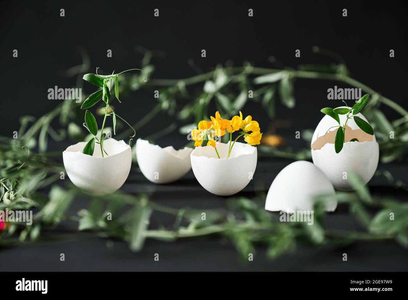 Flowers in eggshell on black background. creative art, symbolism ...