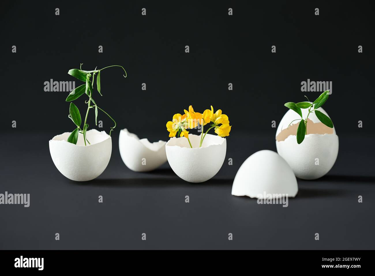 Flowers in eggshell on black background. creative art, symbolism ...