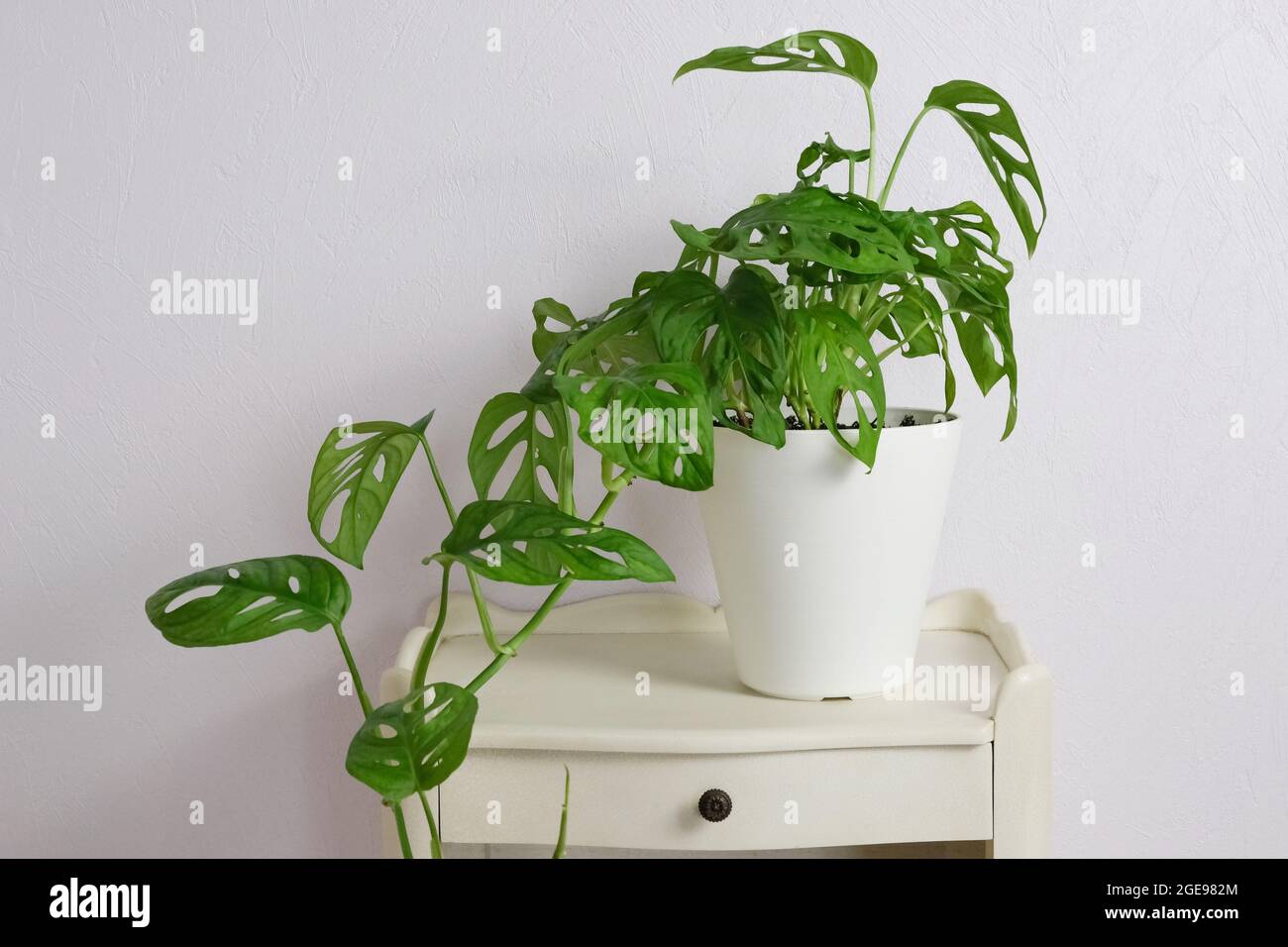 Monstera deliciosa in pot on light purple background on nightstand ...