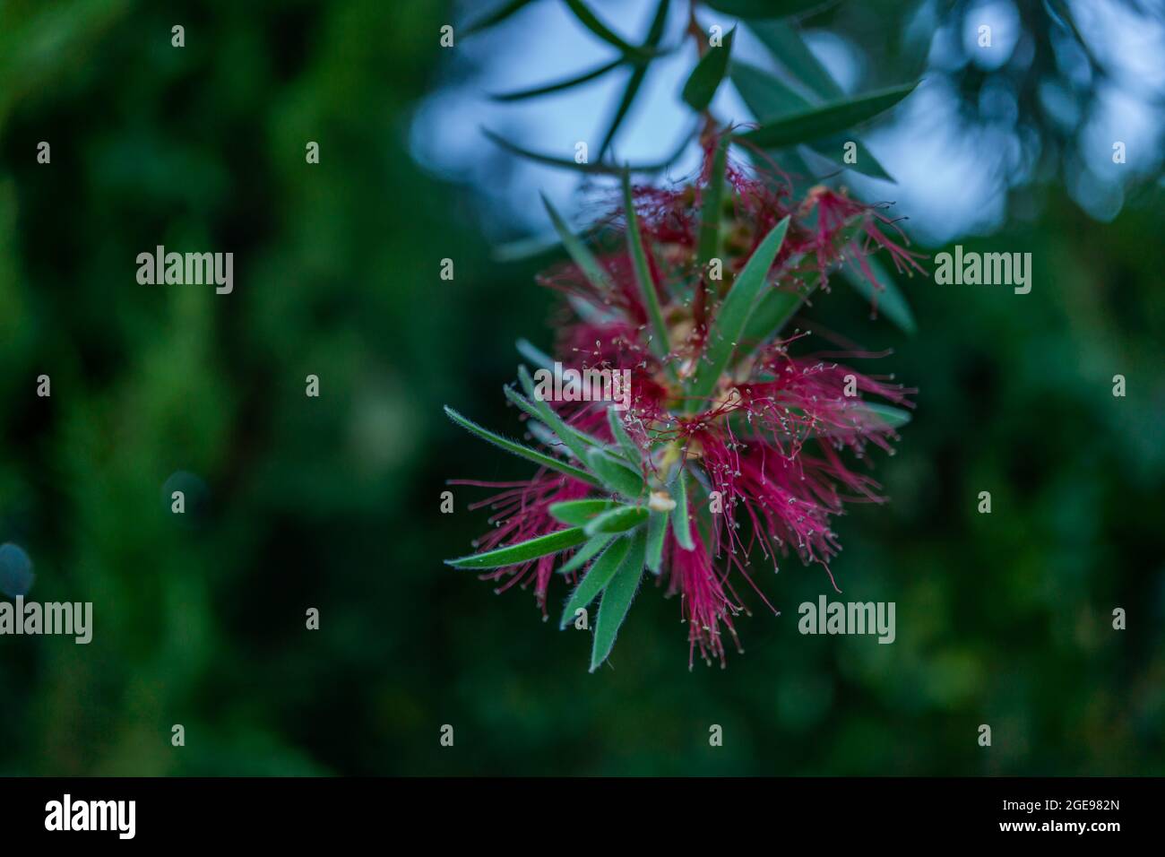 Red Callistemon flower Stock Photo - Alamy