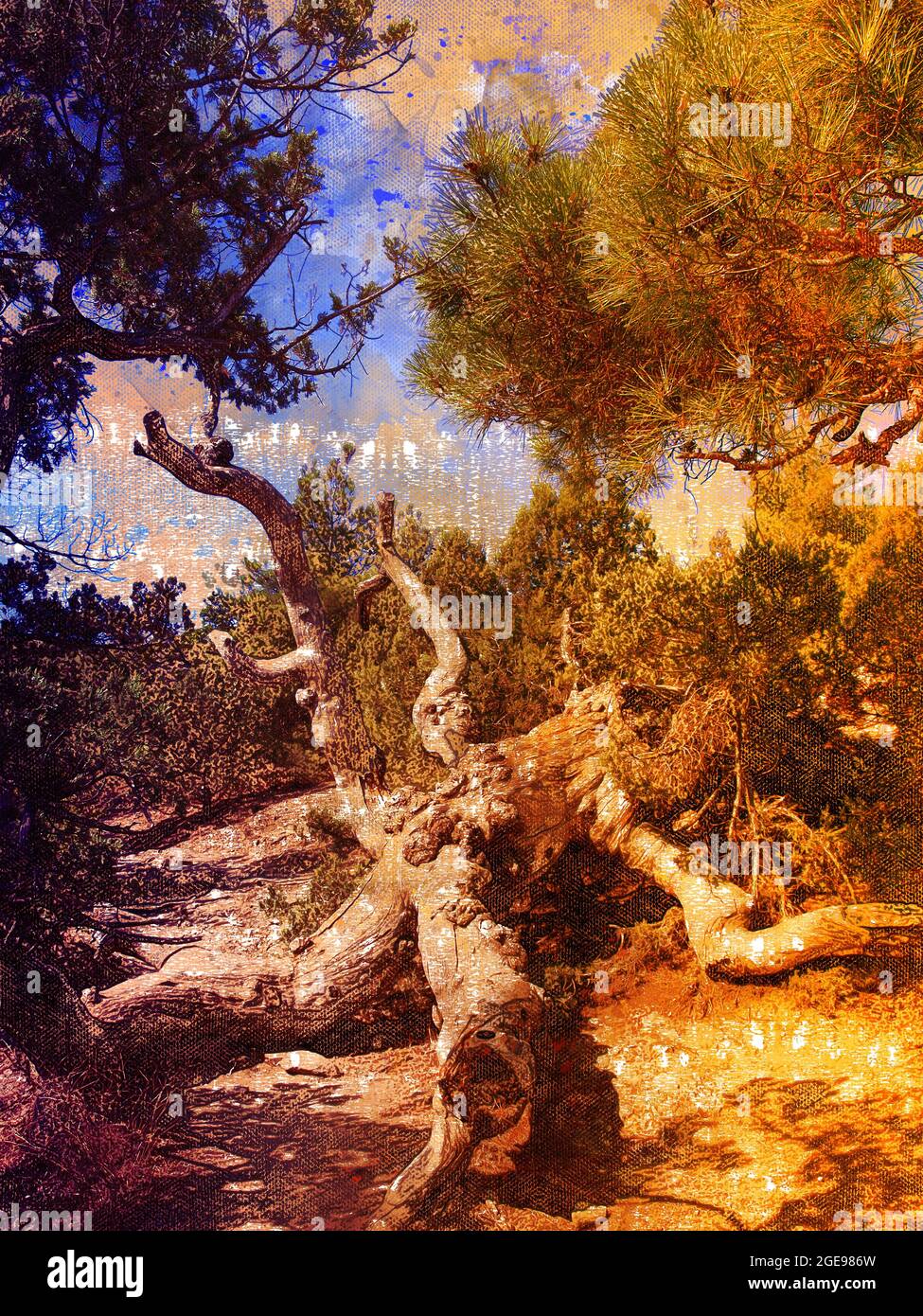 Dry twisted tree in the mountains. Juniper bushes and pine trees ...