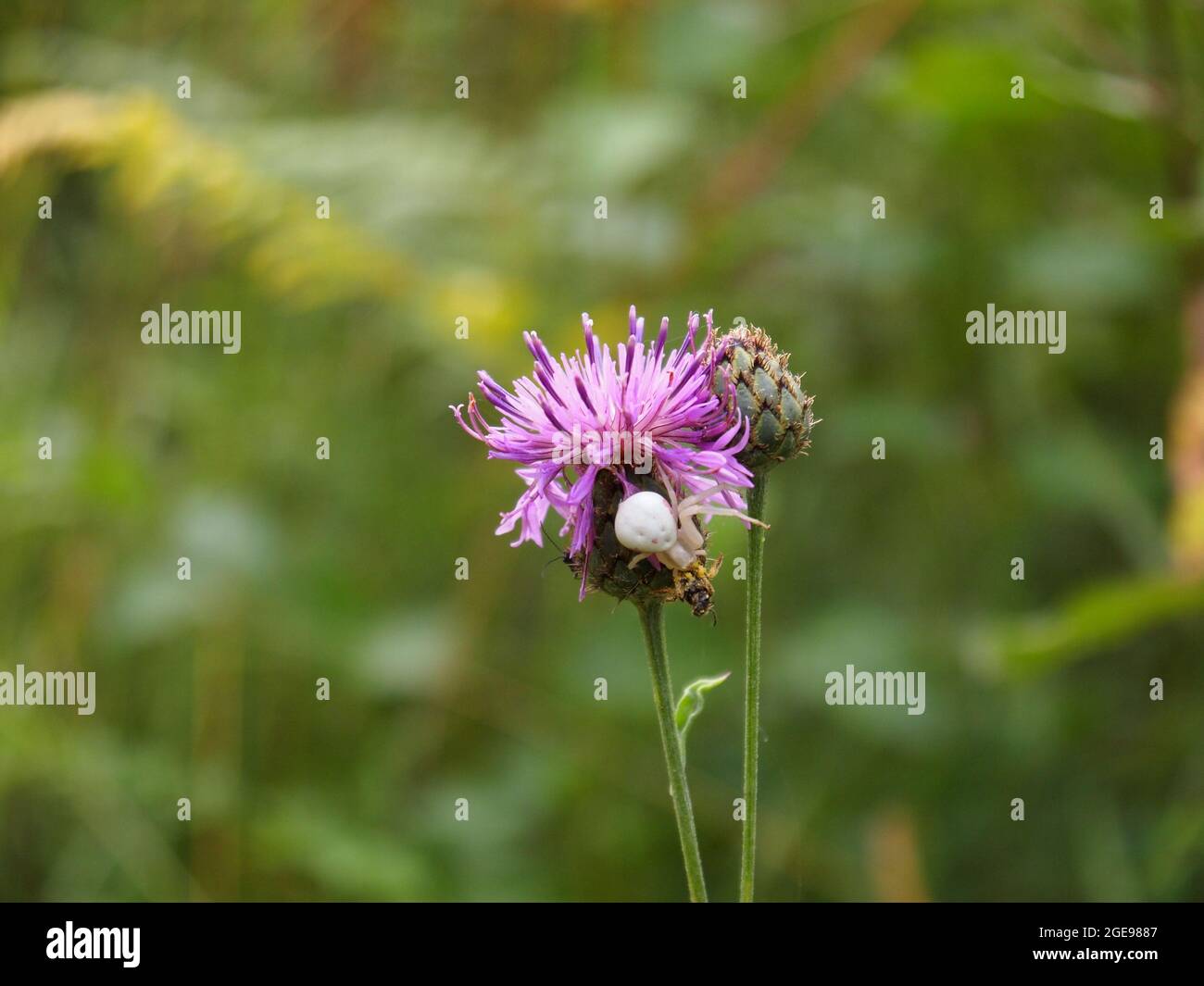 Rakovica (Karlovac County, Croatia Stock Photo - Alamy