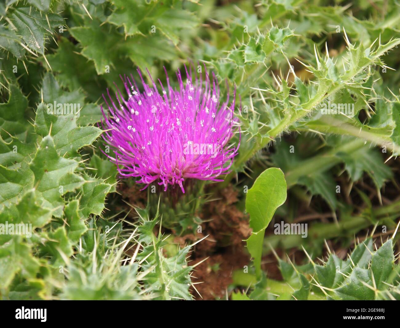 Rakovica hi-res stock photography and images - Alamy