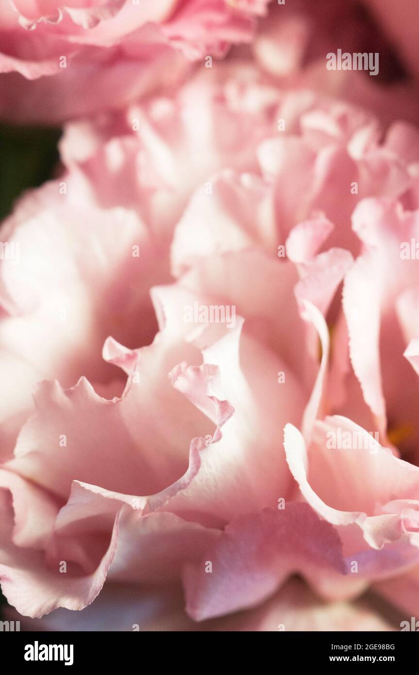 Eustoma cultivar hi-res stock photography and images - Alamy