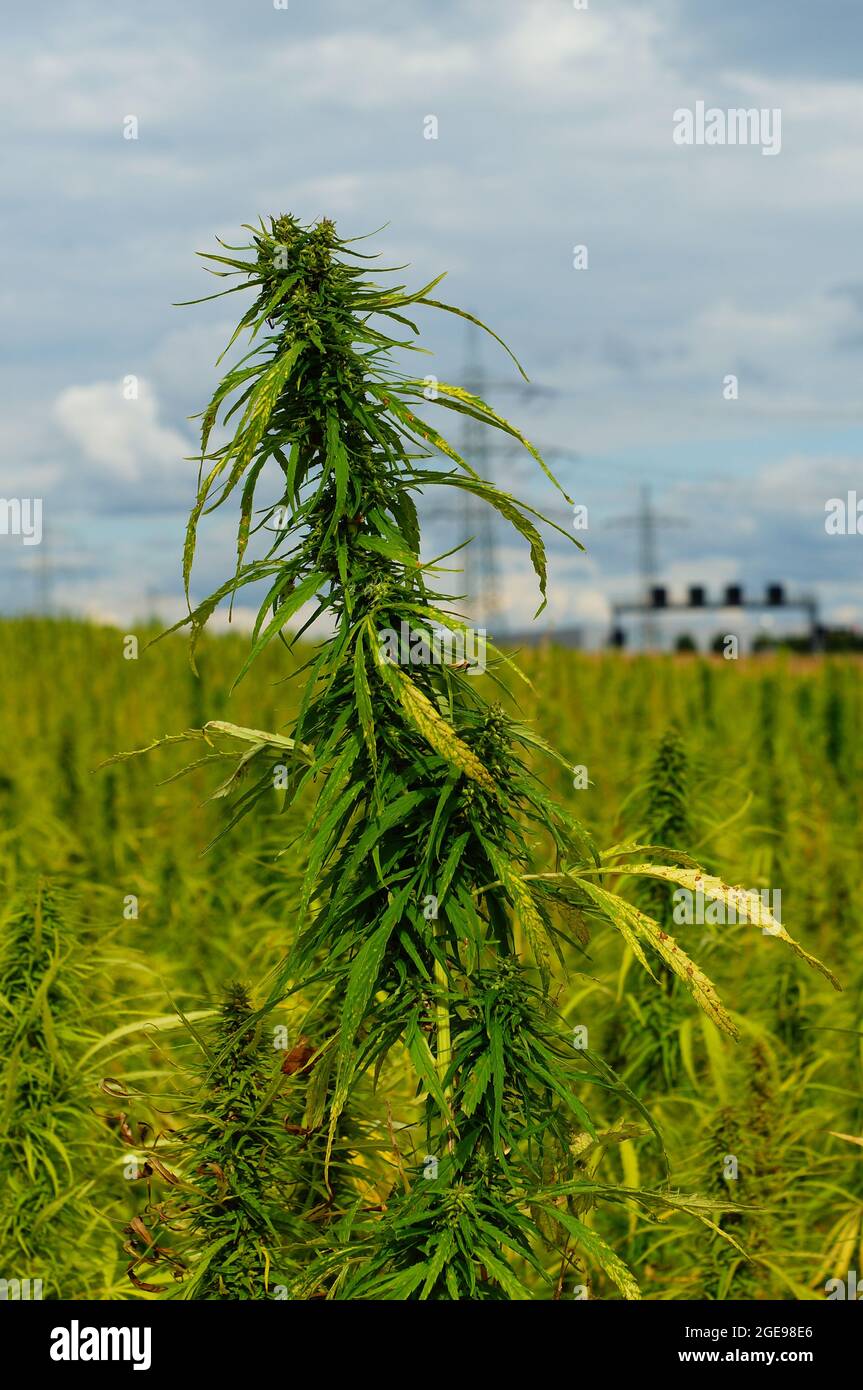 Fruiting stand of a hemp plant in a field Stock Photo - Alamy