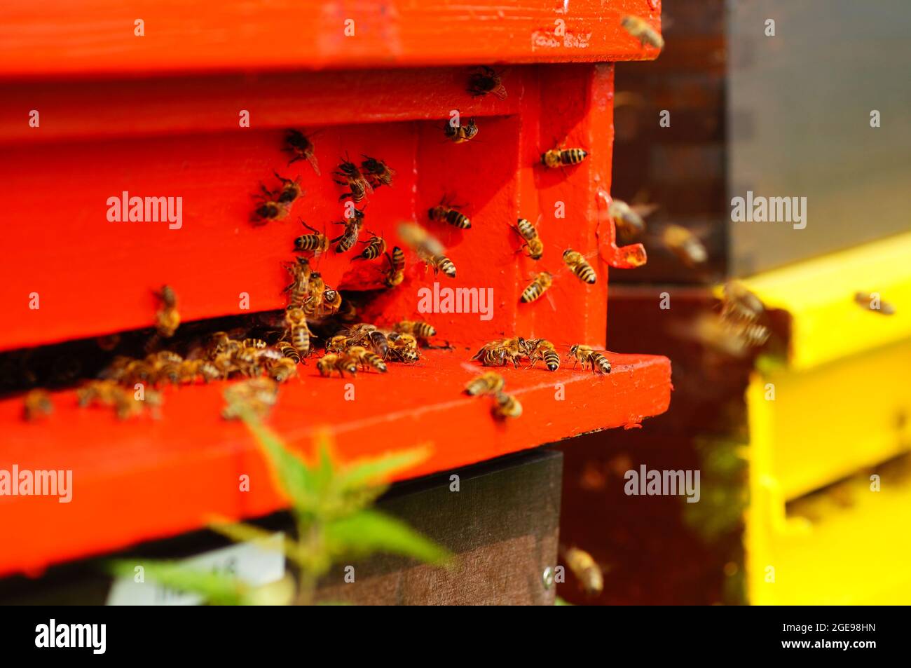 Colorful beehives in summer Stock Photo - Alamy