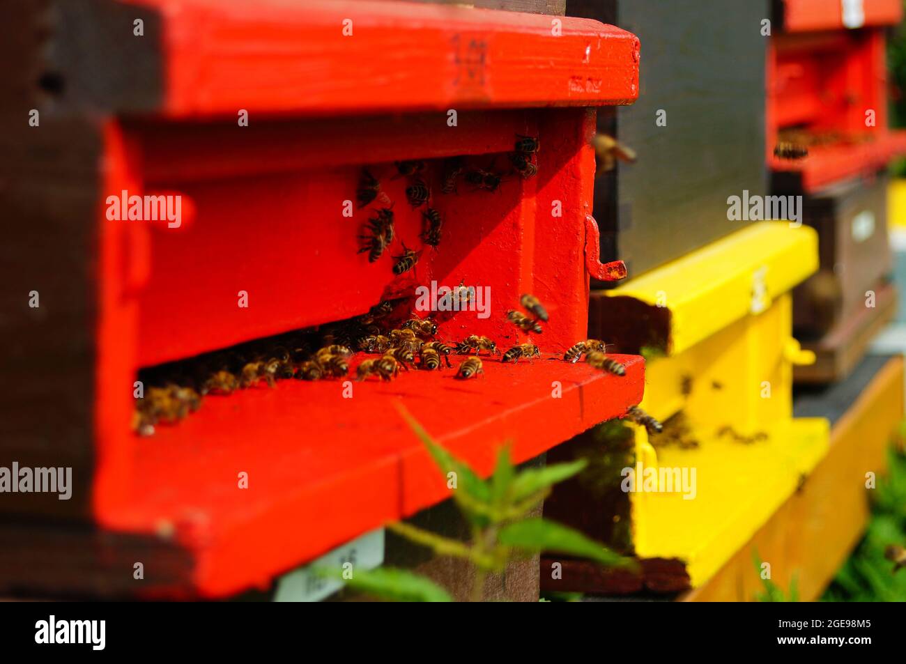 A colourful beehive in summer Stock Photo - Alamy